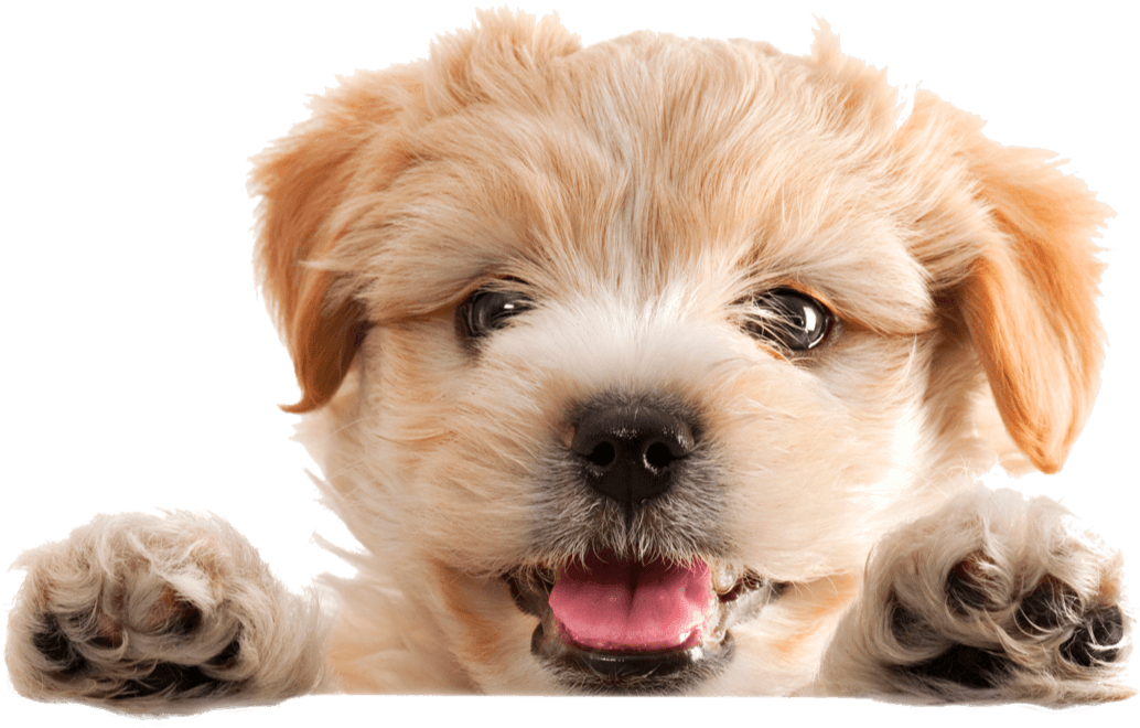 Home Mix – Hops Pets